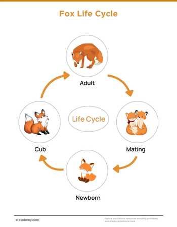 Fox Life Cycle Worksheets | Cledemy.com