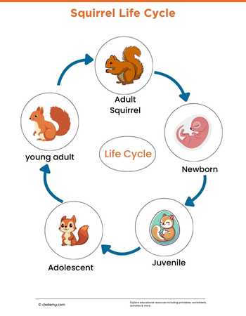 Squirrel Life Cycle Worksheets | Cledemy.com