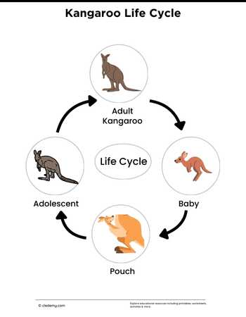 Kangaroo Life Cycle Worksheets | Cledemy.com