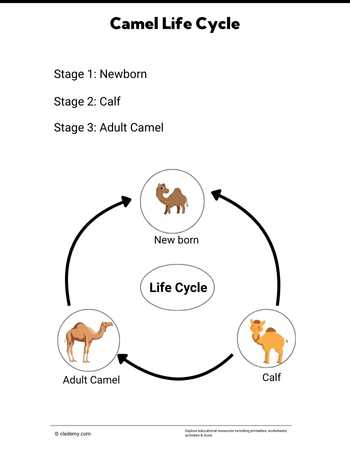 Camel Life Cycle Worksheets | Cledemy.com
