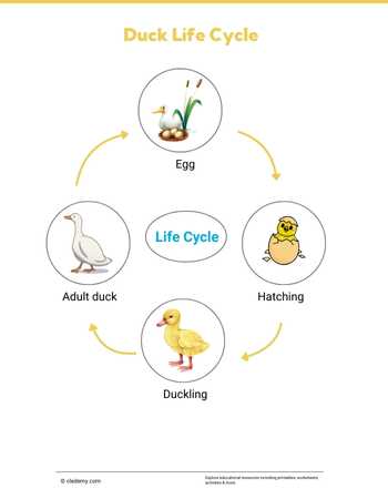 Duck Life Cycle Worksheets | Cledemy.com
