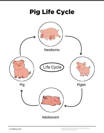 Pig Life Cycle Worksheets | Cledemy.com