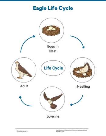 Eagle Life Cycle Worksheets | Cledemy.com