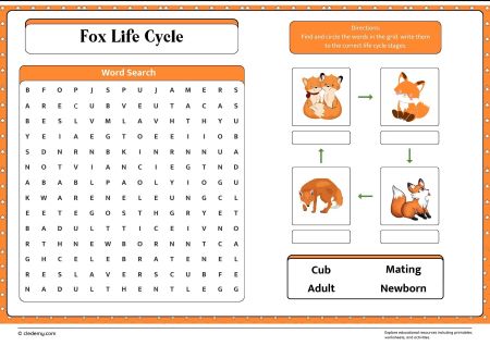 Fox Life Cycle Word Search Worksheets | Cledemy.com