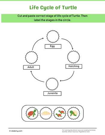 Turtle Life Cycle Cut and Paste Activity Worksheets | Cledemy.com