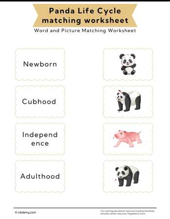 Panda Life Cycle Word and Picture Matching Worksheets | Cledemy.com