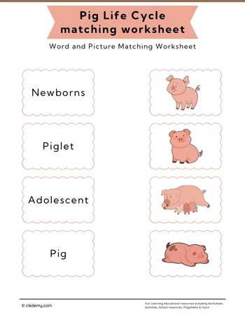 Pig Life Cycle Word and Picture Matching Worksheets | Cledemy.com