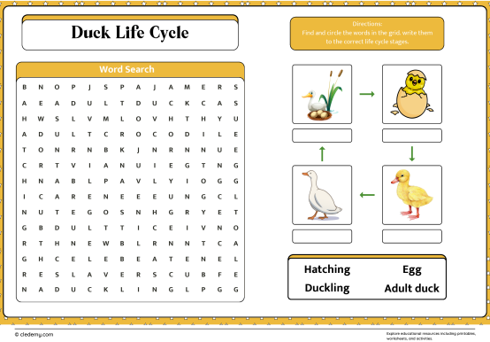 Parrot Life Cycle Worksheets | Cledemy.com