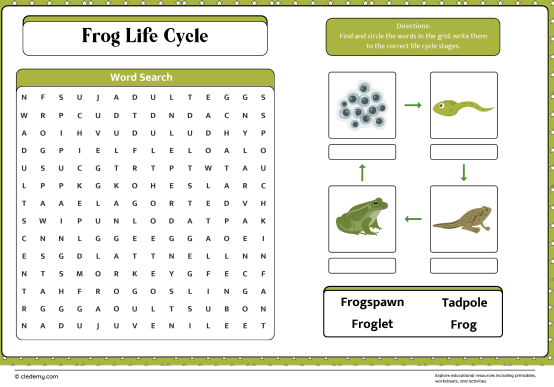 Seahorse Life Cycle Worksheets | Cledemy.com
