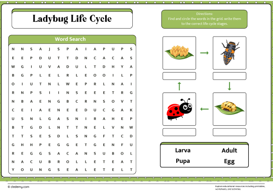 Ladybug Life Cycle Word Search Worksheets | Cledemy.com